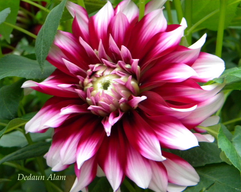 Konsep 38+ Pokok Bunga Dahlia