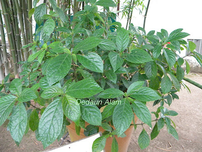 Khafa Production ®: Produk Khafa