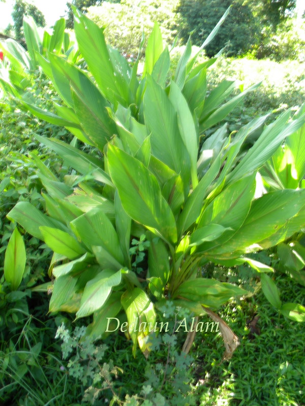 Dedaun Alam: Temu Putih