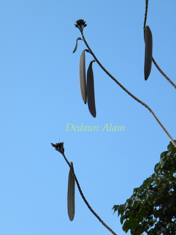 Dedaun Alam: Buah Beko