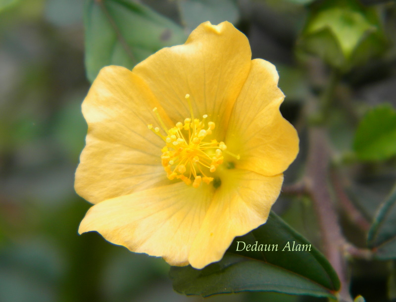 Dedaun Alam: Bunga Part XII