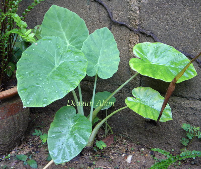 Keladi - JungleKey.in Web