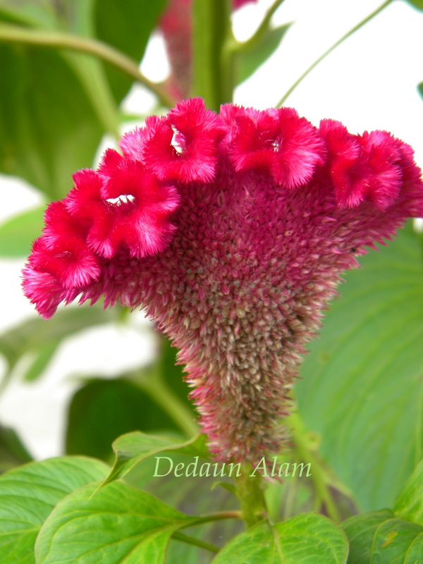 Dedaun Alam: Bunga Part XIII