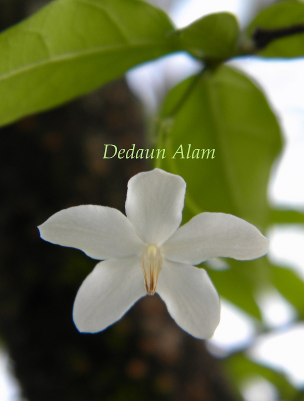 Dedaun Alam: Bunga Part XIV