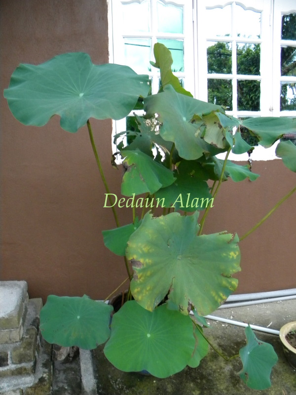 Dedaun Alam: Teratai