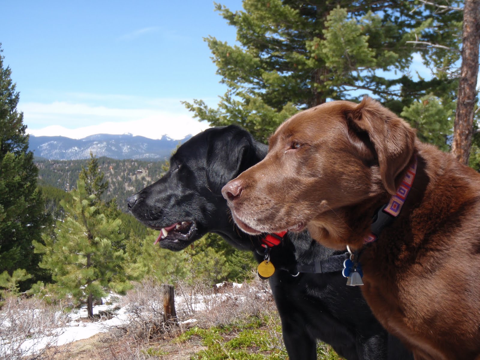 Turkey Dog ~ Everything Best Dogs