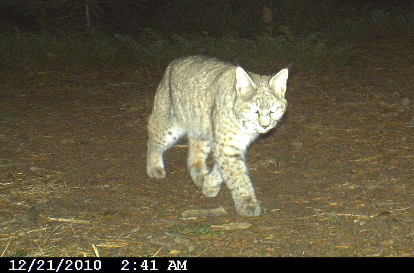 Romping and Rolling in the Rockies: K Zooms (and Bobcat Night)