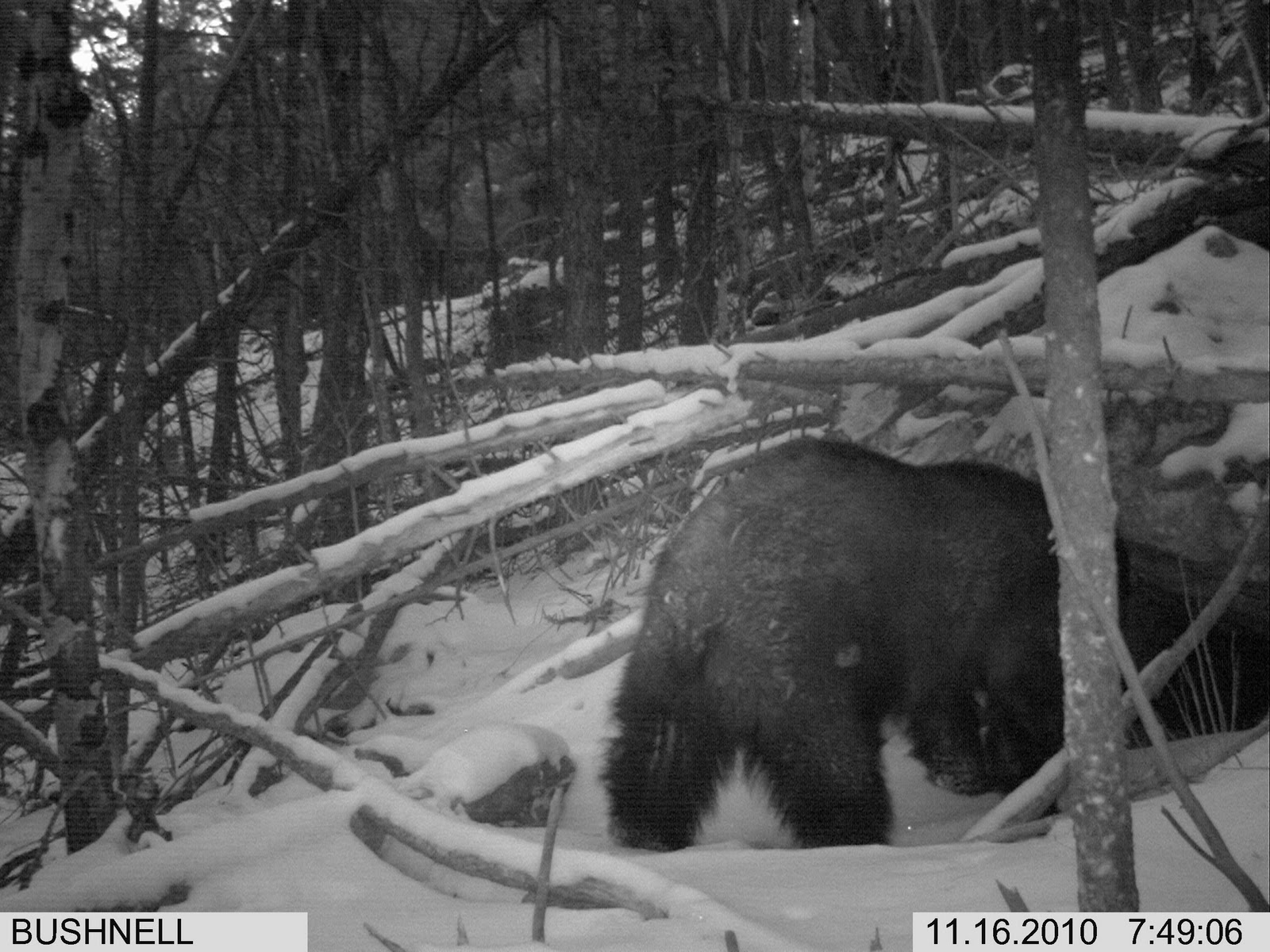 Black Bear Den In Winter