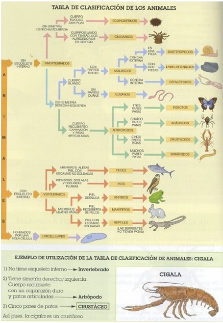 SERES VIVOS: La tabla de los animales.