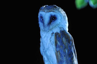 Notes From The UnderBed: EL CUARTO CONTACTO