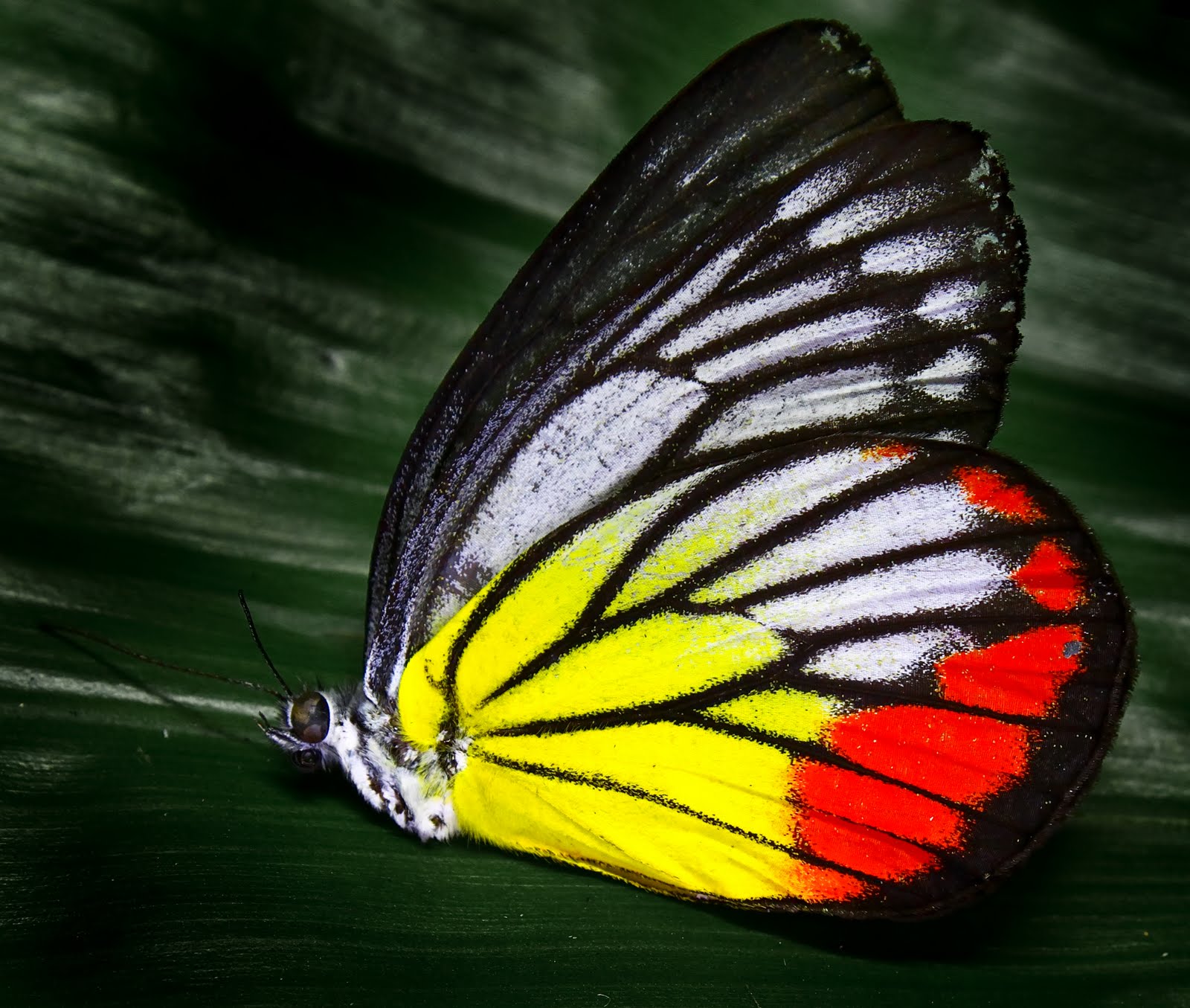 My Little Butterfly Pet! ~ Dallas Goh Photography