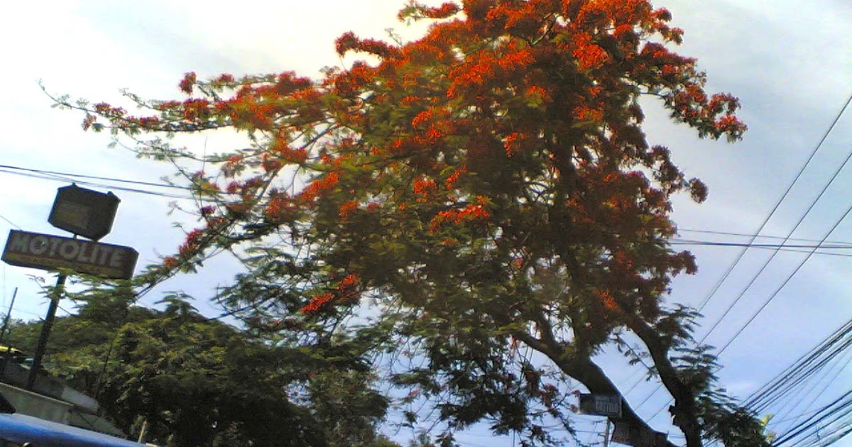 Living with Nature - School on Blog by Dr. Abercio V. Rotor: Leaning ...