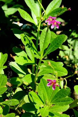 Living with Nature - School on Blog by Dr. Abercio V. Rotor: Papait ...