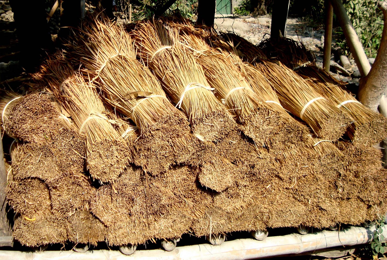 Living with Nature - School on Blog by Dr. Abercio V. Rotor: Cogon Roofing