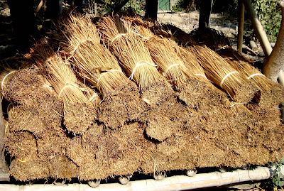 Living with Nature - School on Blog by Dr. Abercio V. Rotor: Cogon Roofing