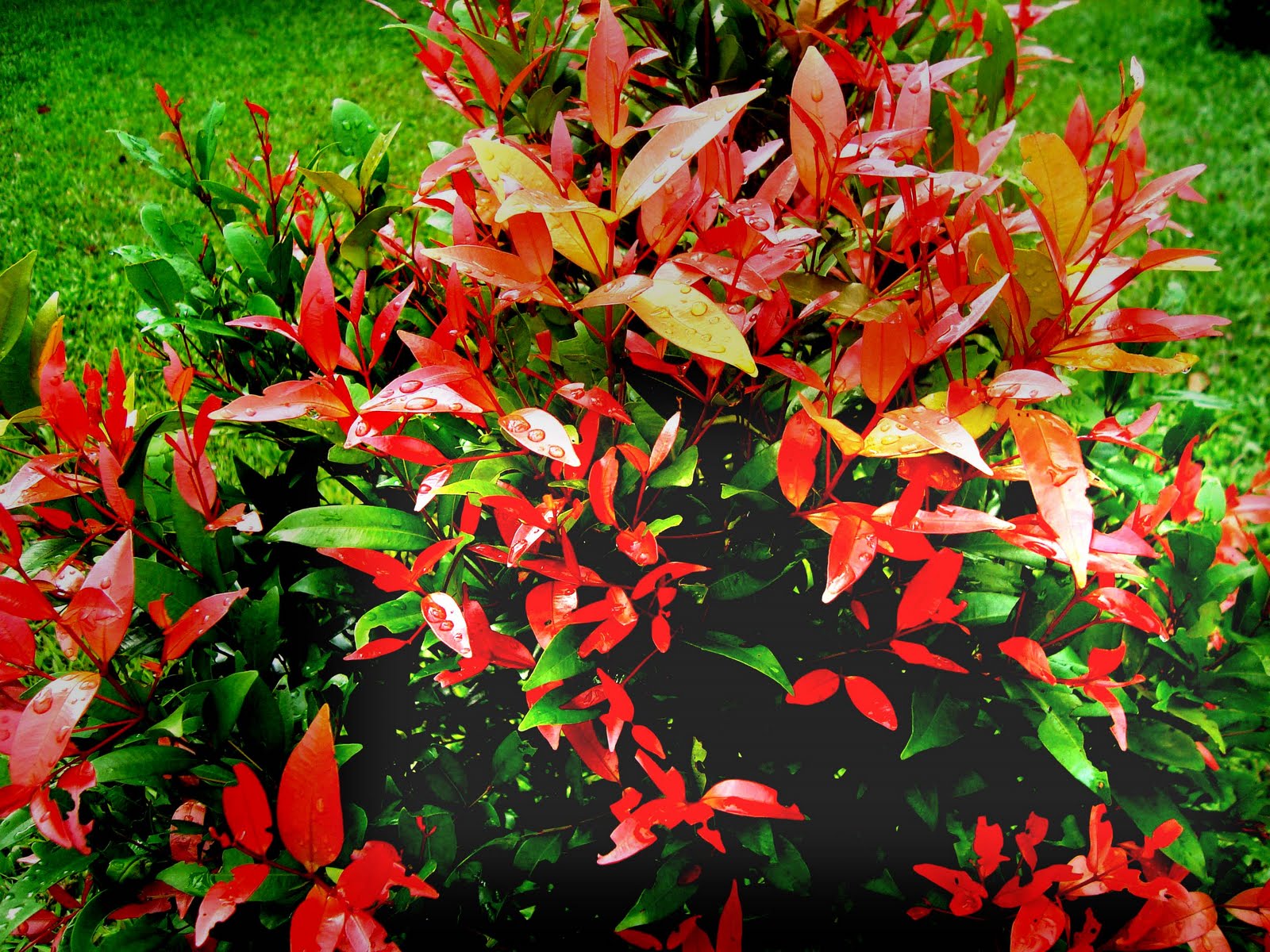 Living with Nature - School on Blog by Dr. Abercio V. Rotor: Dimorphism ...