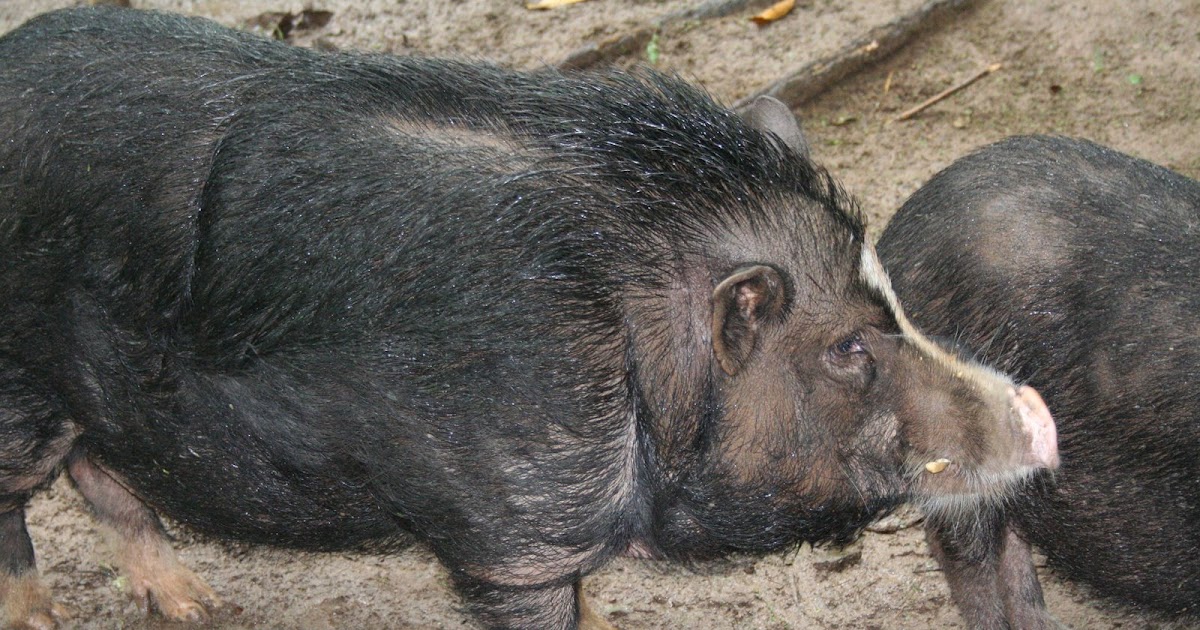 Naturalism - the Eighth Sense: Takong - the Nest-Building Sow