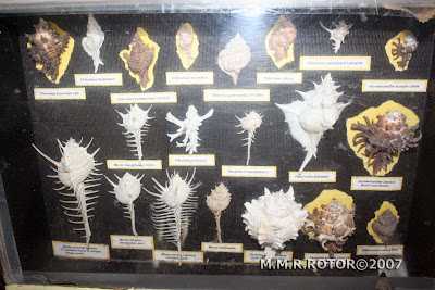 Living with Nature - School on Blog by Dr. Abercio V. Rotor: Museum ...