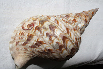 Living with Nature - School on Blog by Dr. Abercio V. Rotor: Museum ...