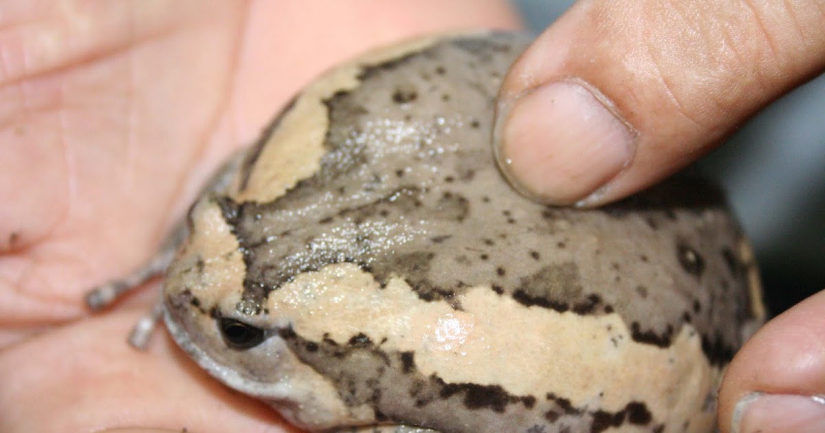 Naturalism - the Eighth Sense: Return of the Balloon Frog Tukak Bat'og