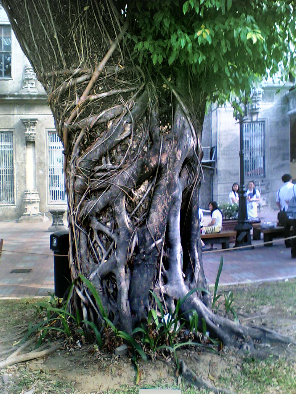 Living with Nature - School on Blog by Dr. Abercio V. Rotor: Balete ...