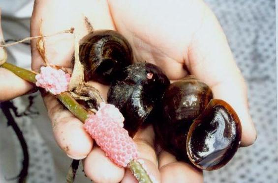 Living with Nature - School on Blog by Dr. Abercio V. Rotor: Golden ...