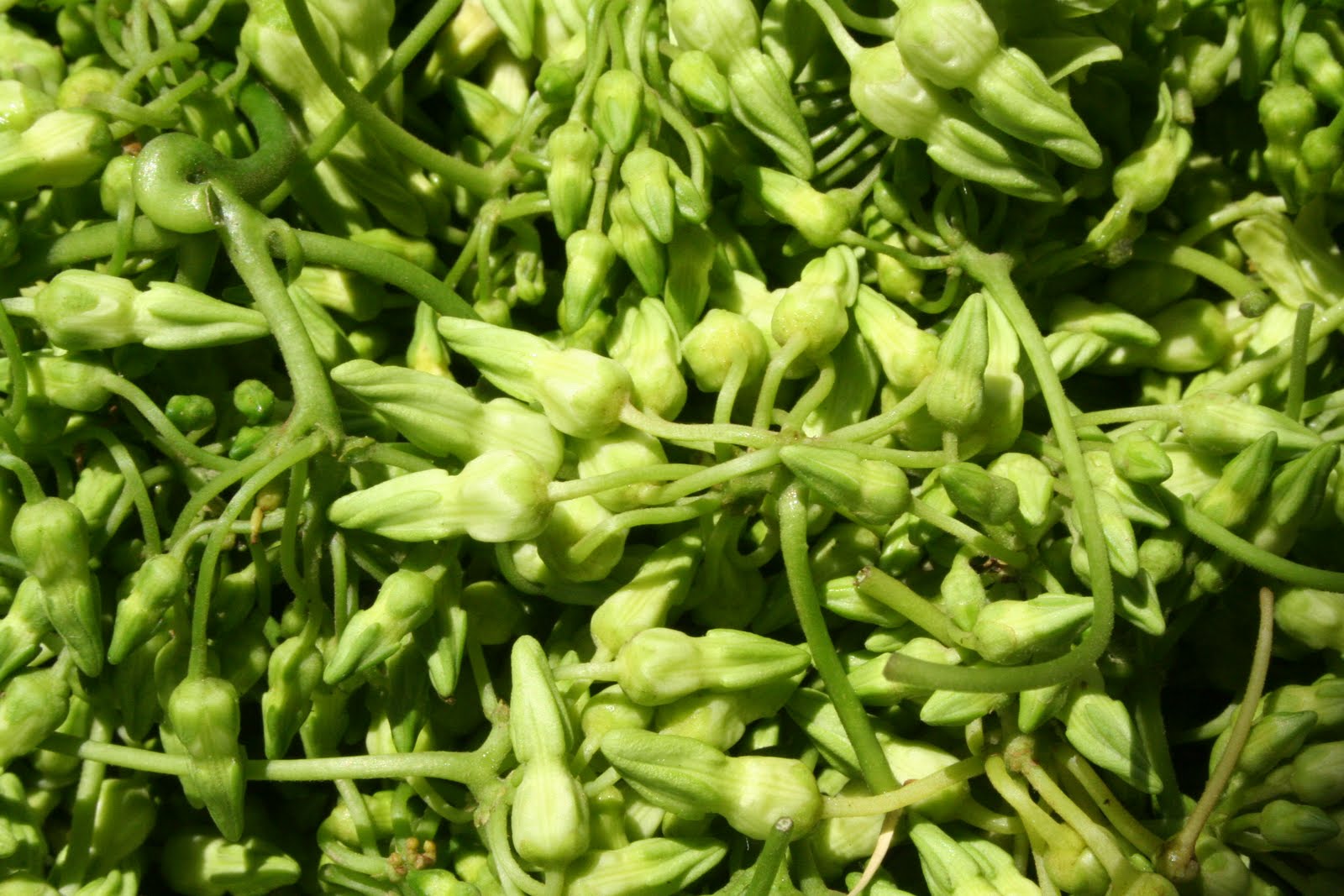 Living with Nature - School on Blog by Dr. Abercio V. Rotor: September 2010