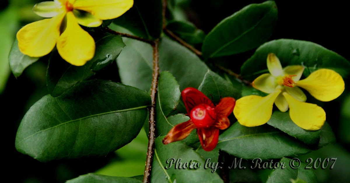 Living with Nature - School on Blog by Dr. Abercio V. Rotor: Dimorphism ...