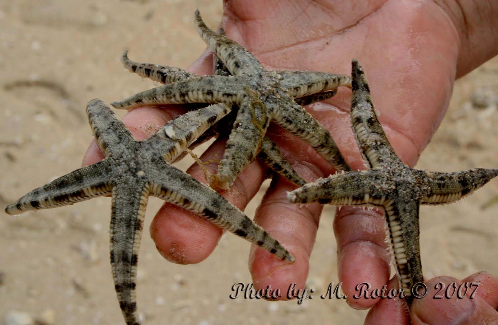 Living with Nature - School on Blog by Dr. Abercio V. Rotor: Dimorphism ...