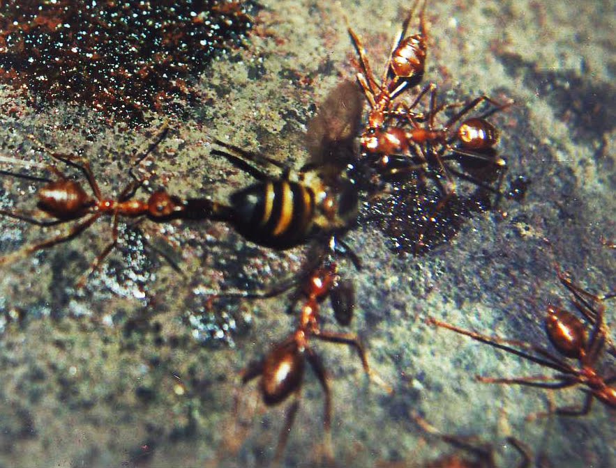 Naturalism - the Eighth Sense: Hantik! (Green Tree Ant)