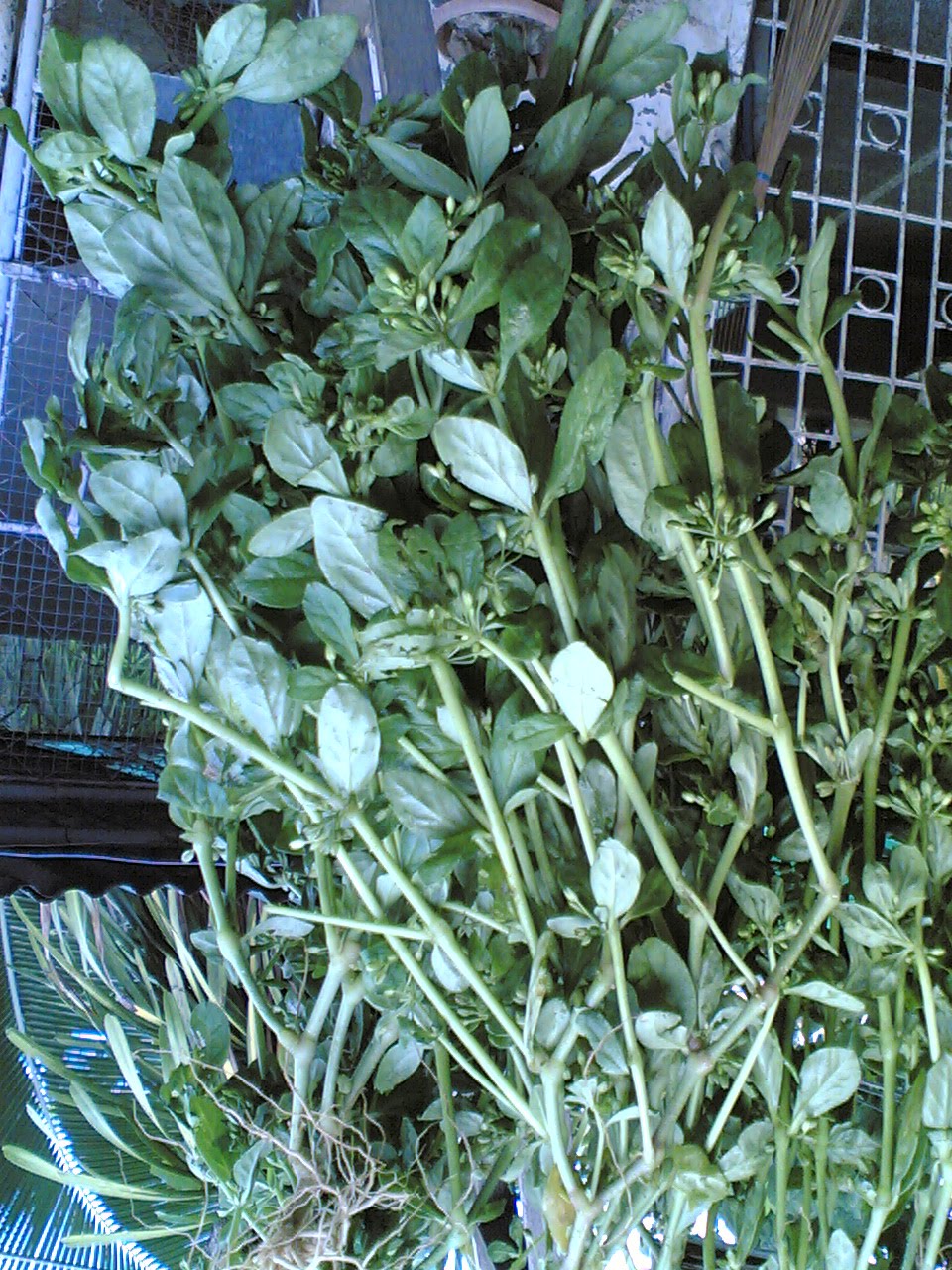 Living with Nature - School on Blog by Dr. Abercio V. Rotor: More and ...