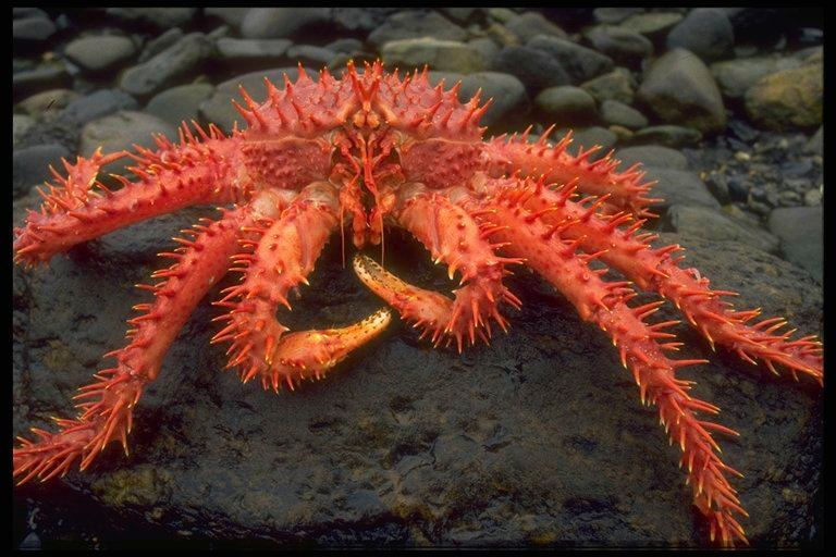 Recetas Probadas: Chupe de Centolla