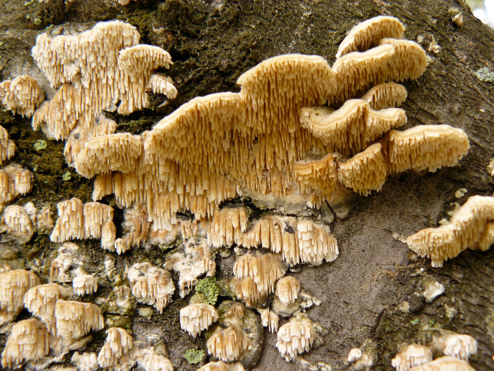 Mushroomer: A toothed polypore