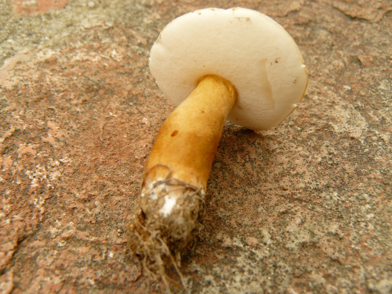 Mushroomer: Boletus sp.
