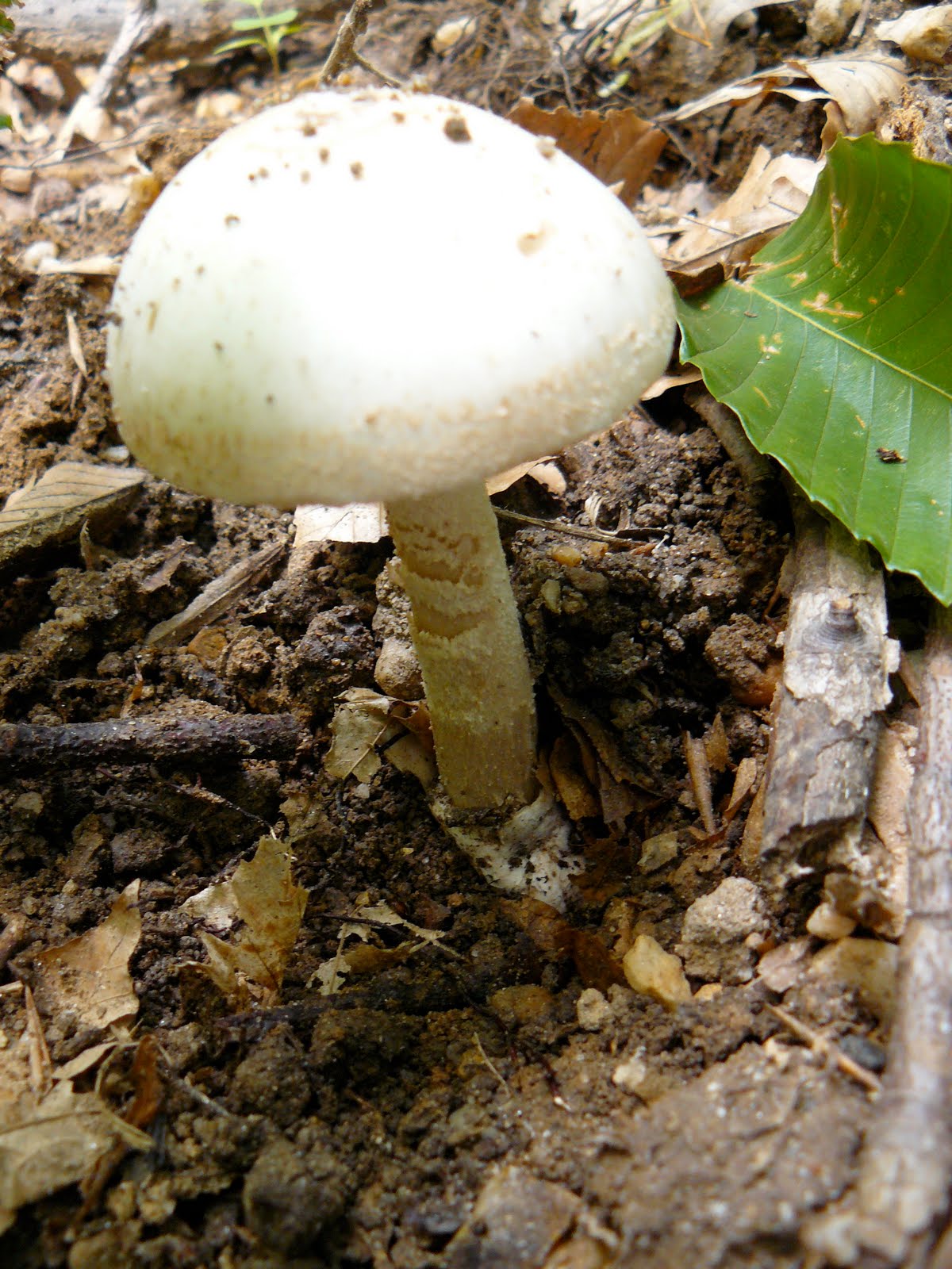 Amanita volvata - Alchetron, The Free Social Encyclopedia