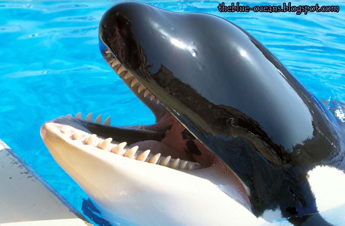 The oceans: Orcinus orca.