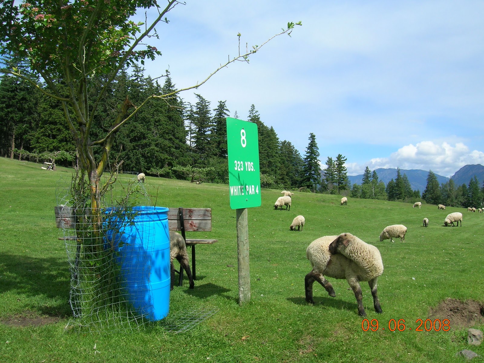 My Mountain Garden Gleanings: Golfing with Sheep