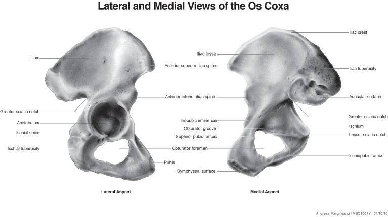 andreea margineanu: biomedical illustration and animation: first ...