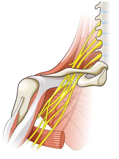 andreea margineanu: biomedical illustration and animation: Brachial ...