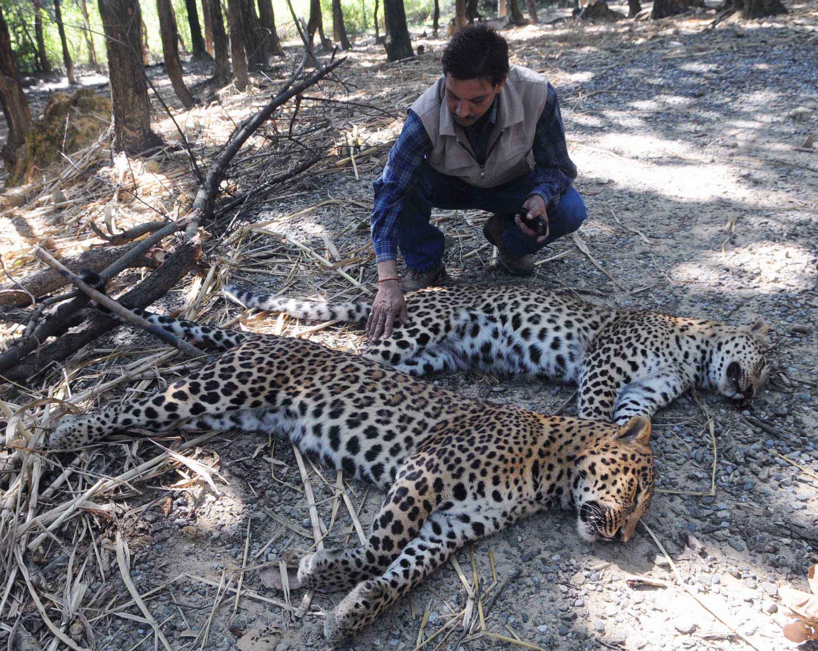 pix....TWO LEOPARD DEAD AT DEHRADUN