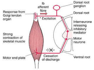Physiotherapy blog: Muscle Energy Technique
