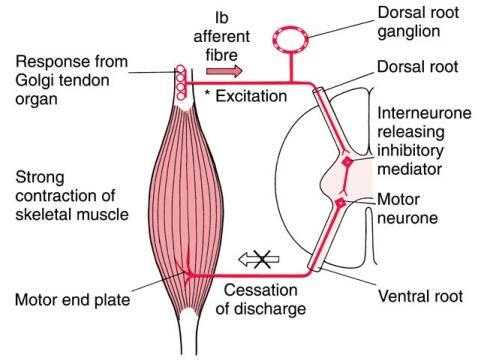 Physiotherapy blog: Muscle Energy Technique