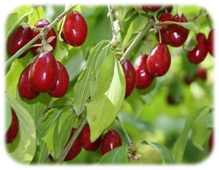Wiki trend: Kiren (kızılcık)