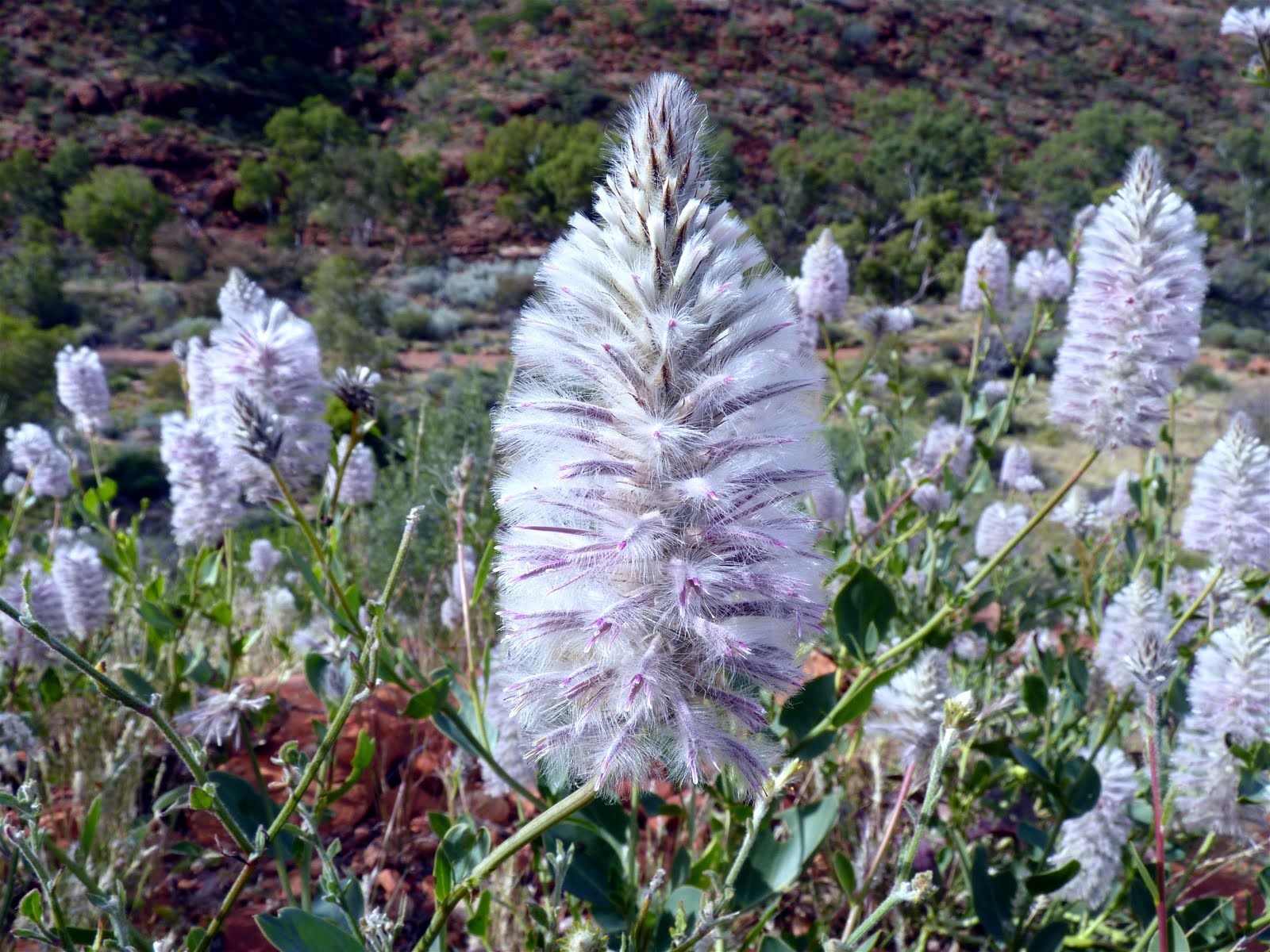 elo et jey en calédo: Flore australienne