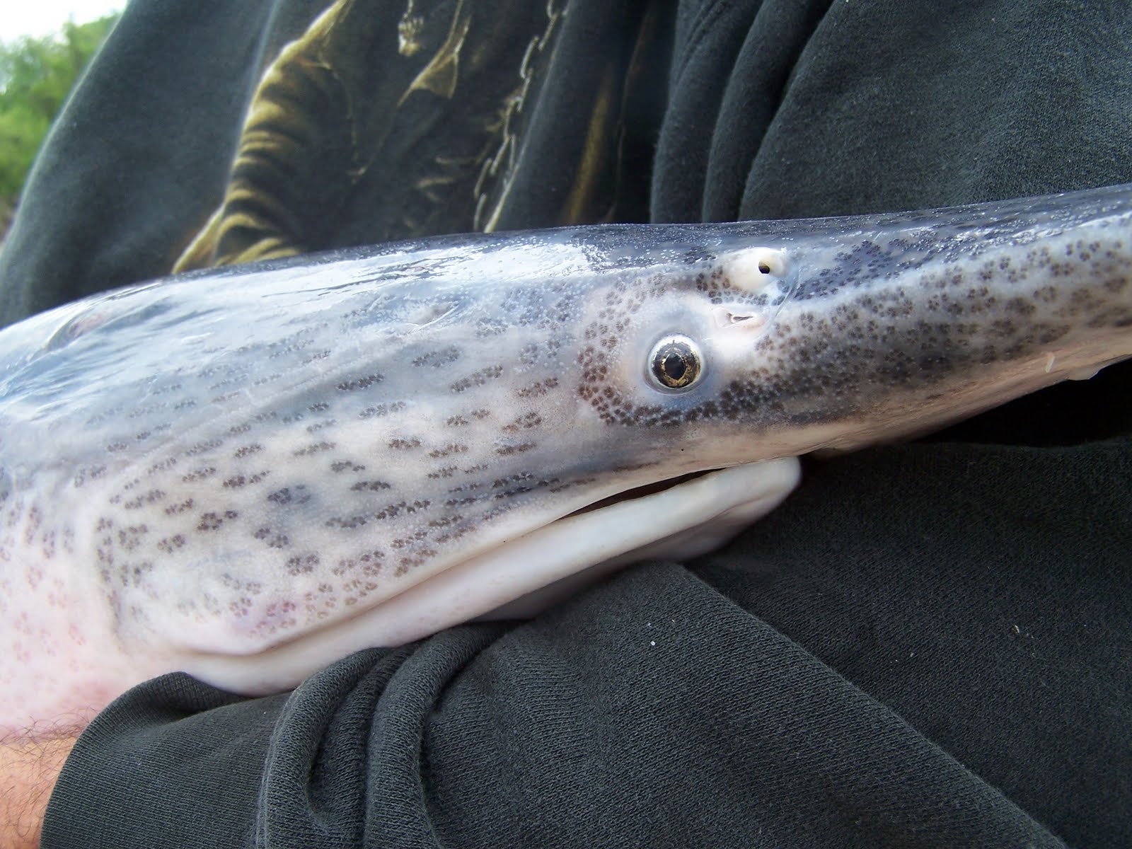 Average Joe Angler: When DinoFish Ruled the Earth!!!