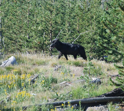 Discover Yourself Outdoors: Black Wolf near Yellowstone