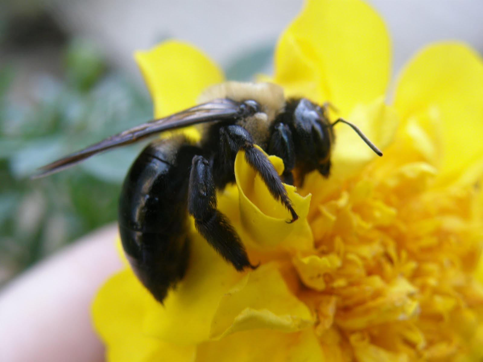 The Blessings Pour Out: Nature Study Tuesday---Bee-utiful Bees