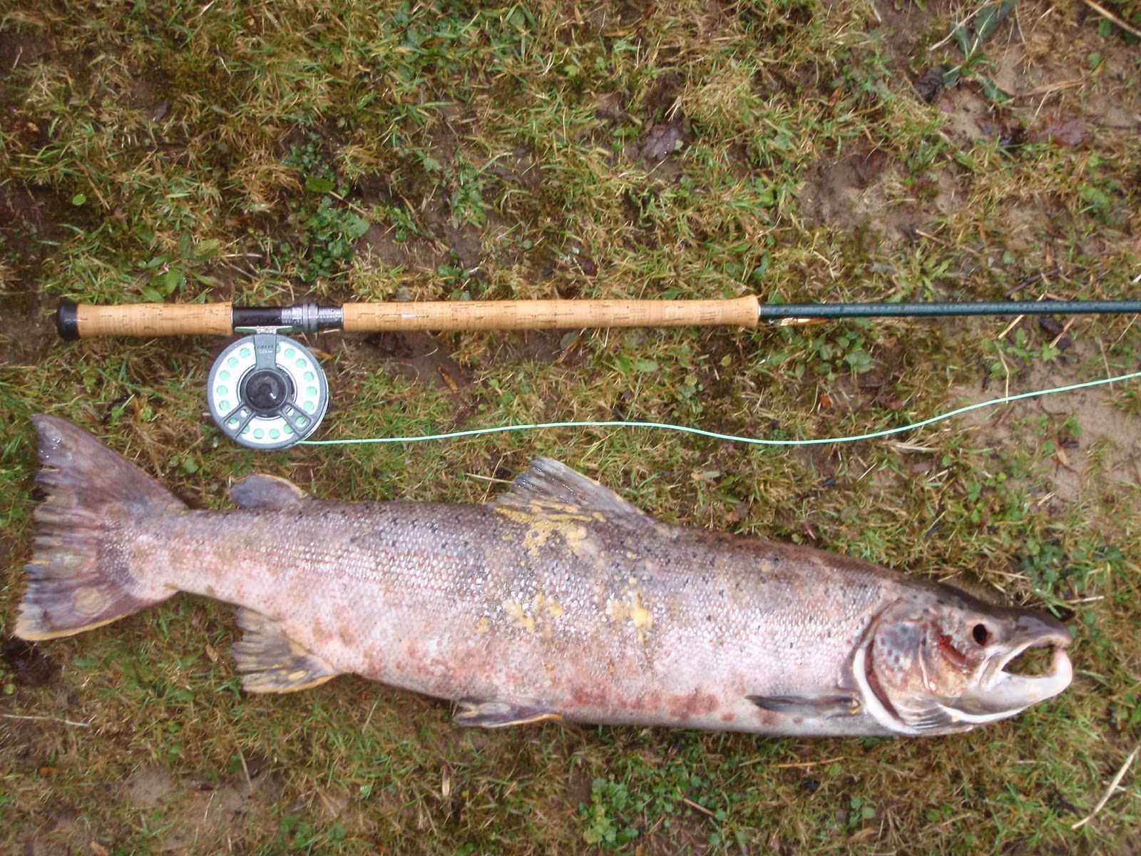 Newtyle Salmon Fishings: A Sad End To A Great Fish