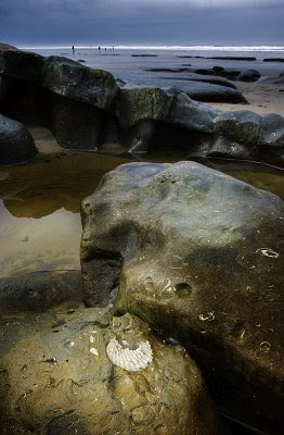 Gordon Pritchard's Photography: Beverly Beach, Oregon, fossil shells