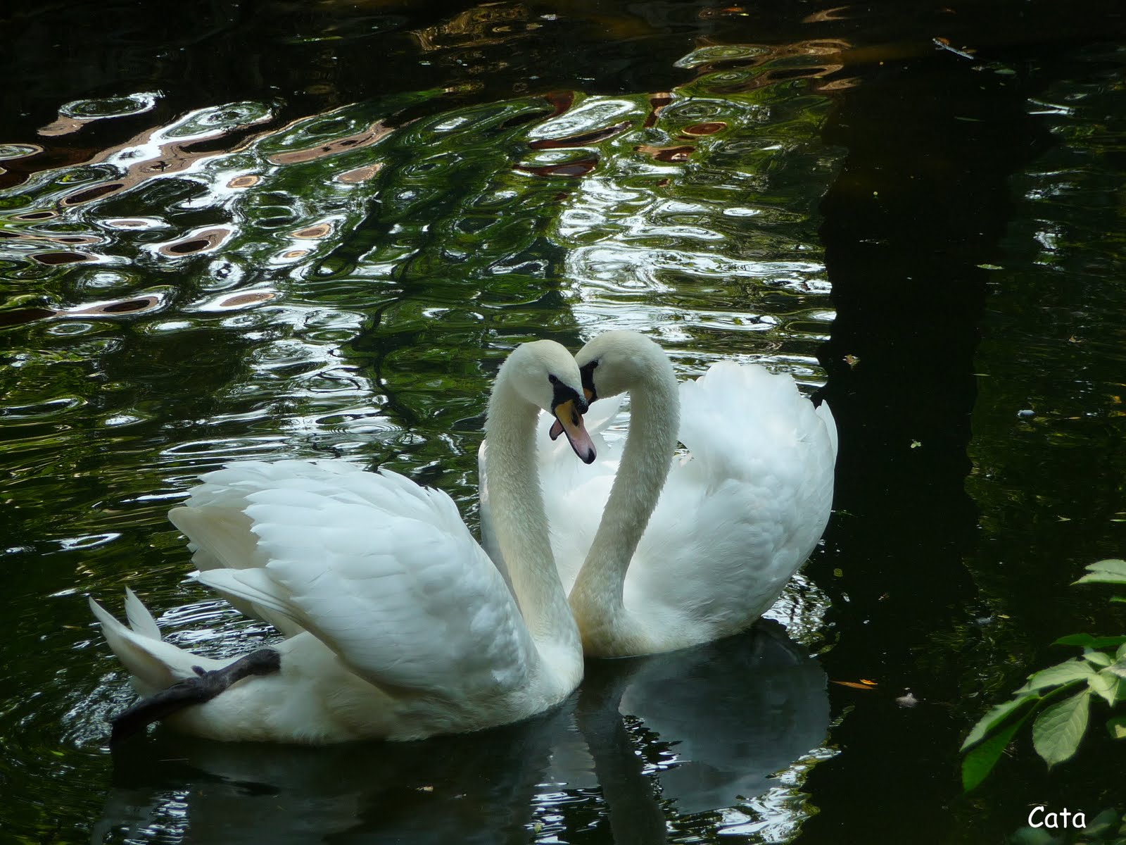 Cata: Lebede